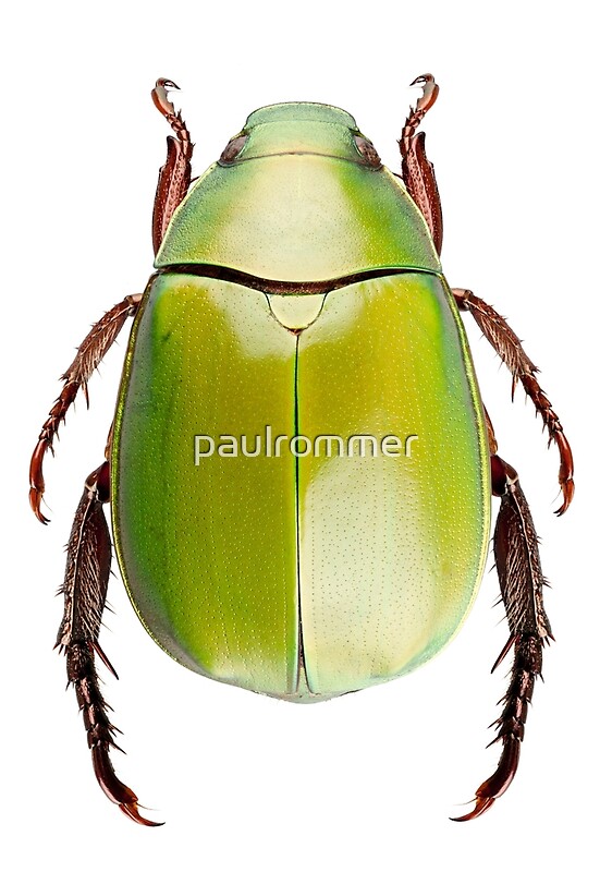 "Green beetle species Anomala dimidiata isolated on white background ...