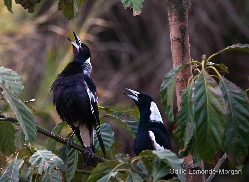 "Australian magpies singing" by Odille Esmonde-Morgan | Redbubble