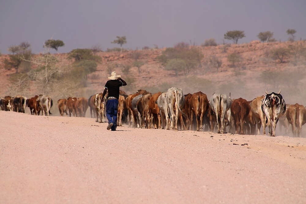 "NAMIBIAN CATTLE" by IngridSonja | Redbubble