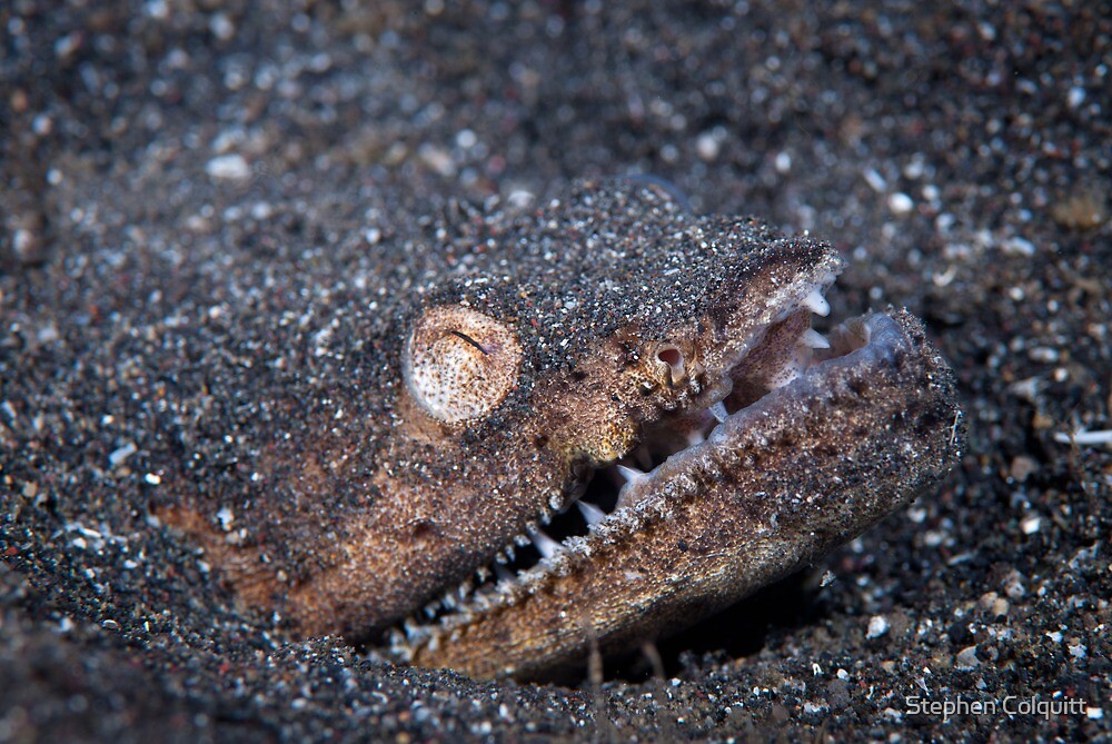 "Stargazer Snake Eel - Lembeh Strait" by Stephen Colquitt | Redbubble