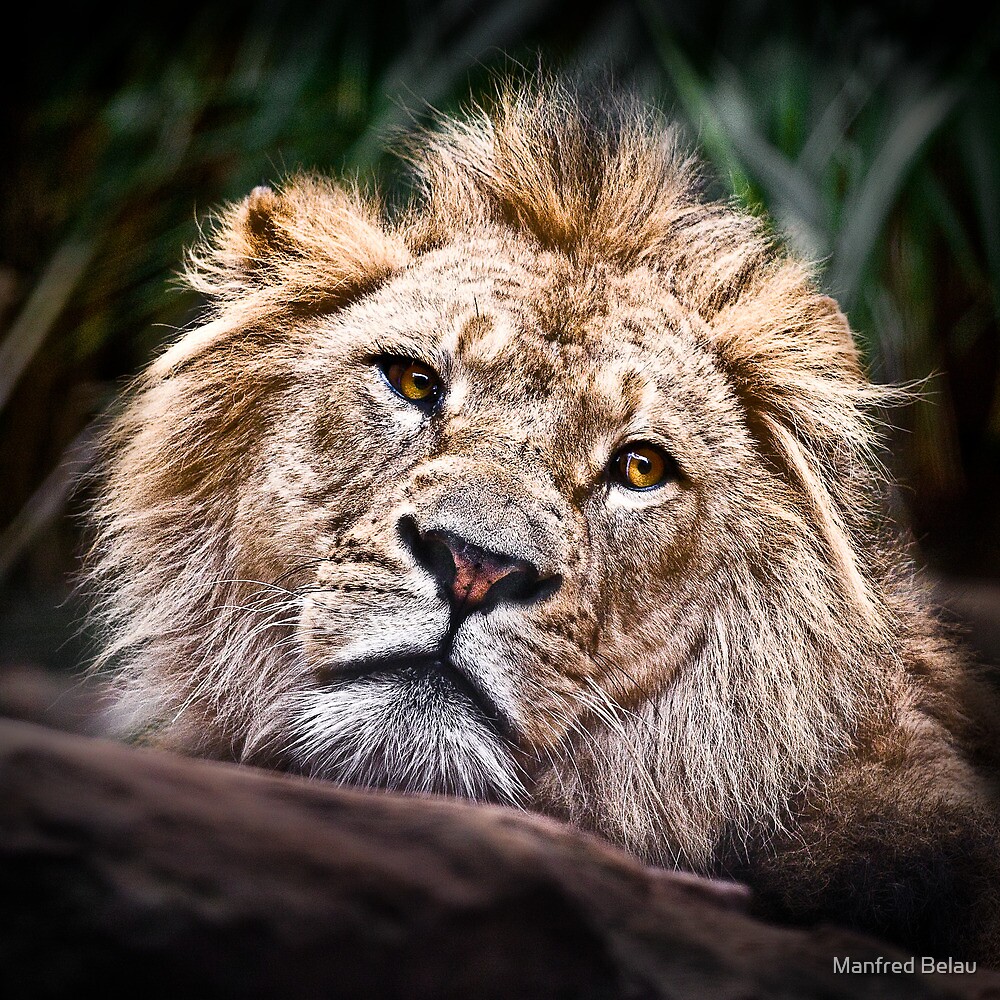 "Depressed Young Lion" by Manfred Belau | Redbubble