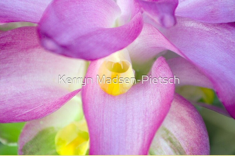"Cape York Lily Bloom Splendour" by Kerryn Madsen-Pietsch | Redbubble