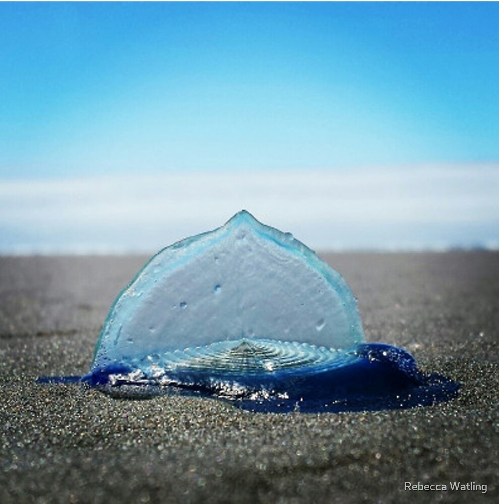 "Velella velella" by Rebecca Watling | Redbubble