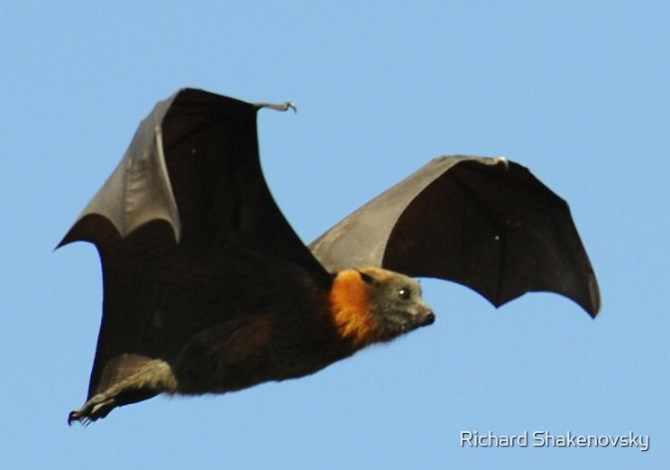 "Australia's Flying Fox in Flight" by Richard Shakenovsky | Redbubble