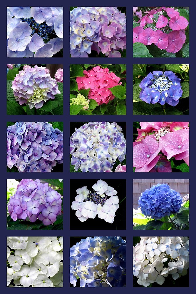 "HYDRANGEA COLLAGE" by Joan Harrison | Redbubble