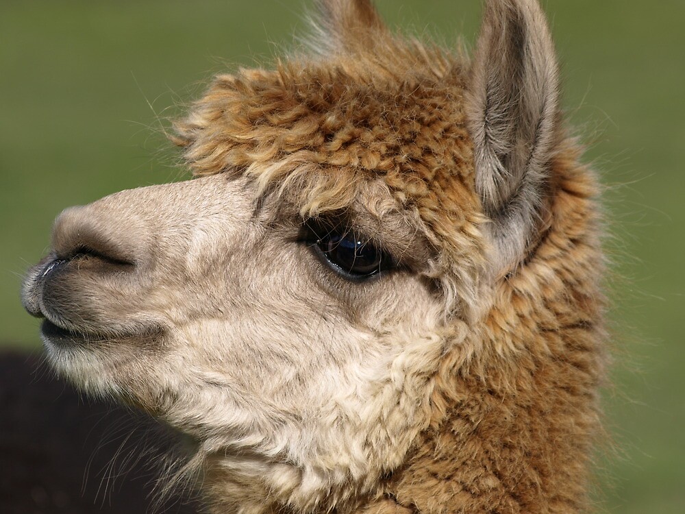 "I'm Al Packer." by shortshooter-Al | Redbubble