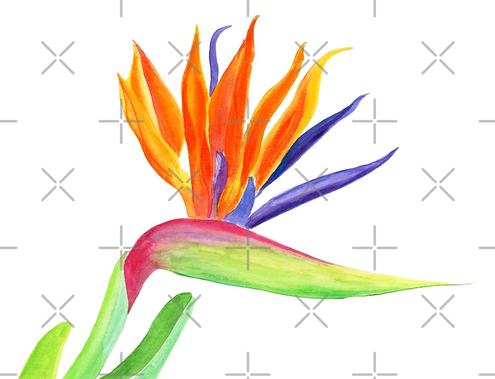 "Watercolor Bird Of Paradise" by daphsam | Redbubble