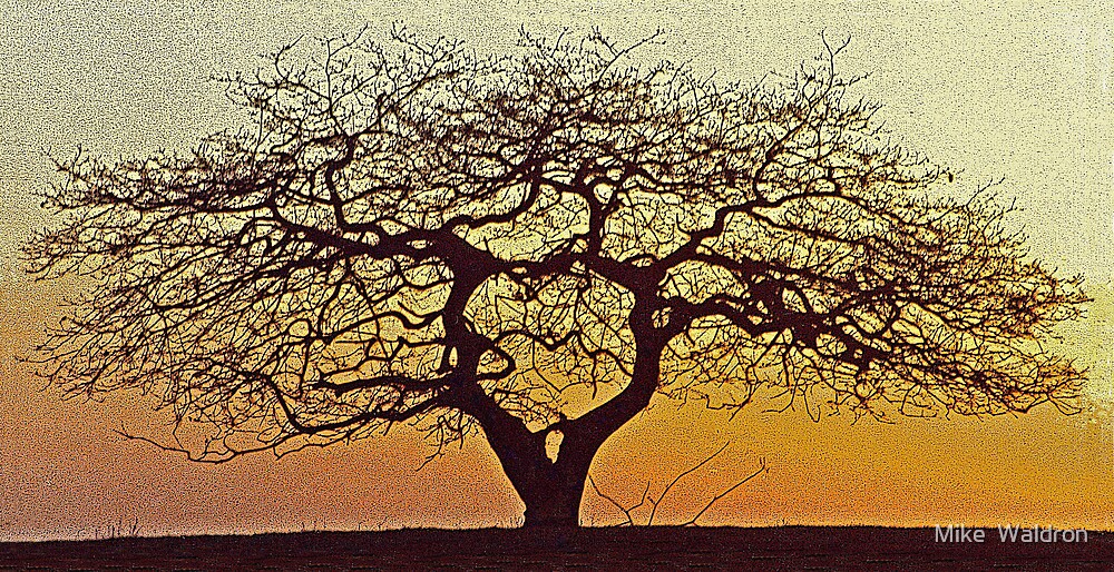 "Symmetrical Tree" by Mike Waldron | Redbubble