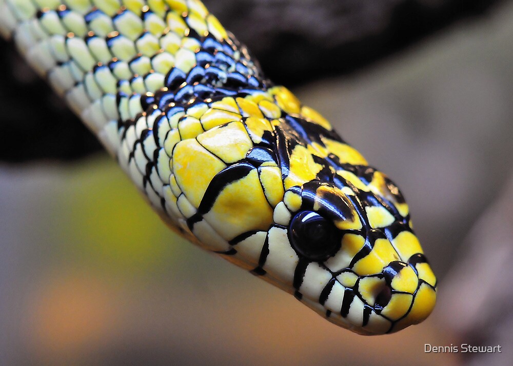 "Tiger Rat Snake" by Dennis Stewart | Redbubble