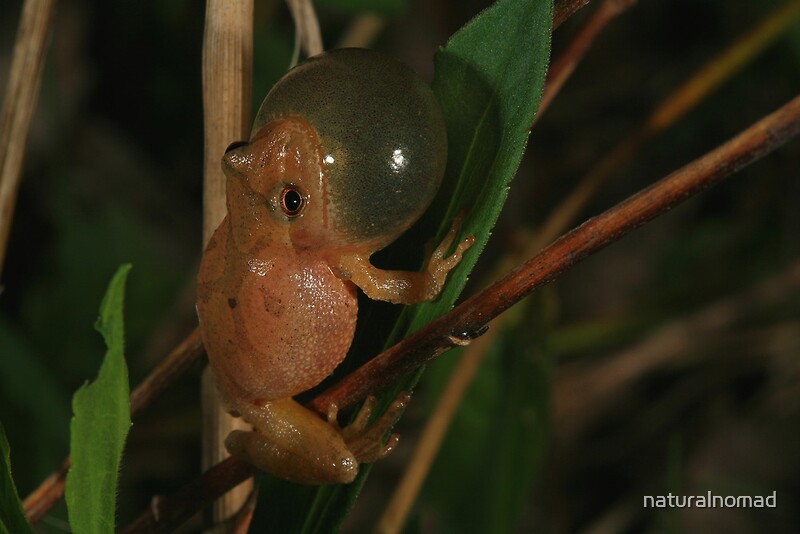 "Spring Peeper" by naturalnomad | Redbubble