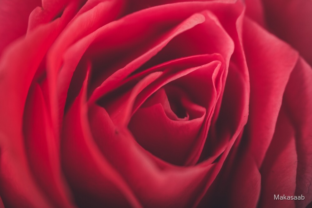 "Red Rose IV" by Makasaab | Redbubble