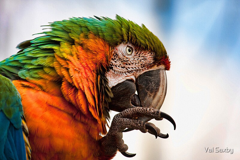 "Macaw" by Val Saxby | Redbubble