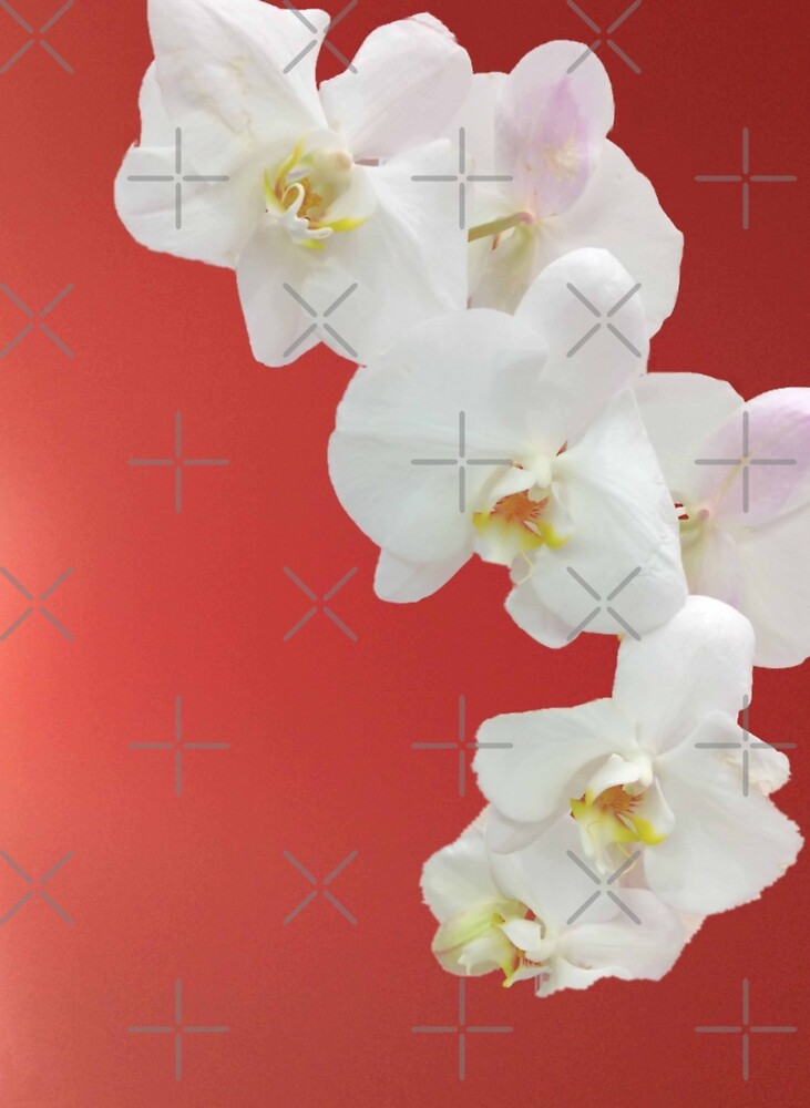 "Watermelon Orchid" by DeborahMcGrath | Redbubble
