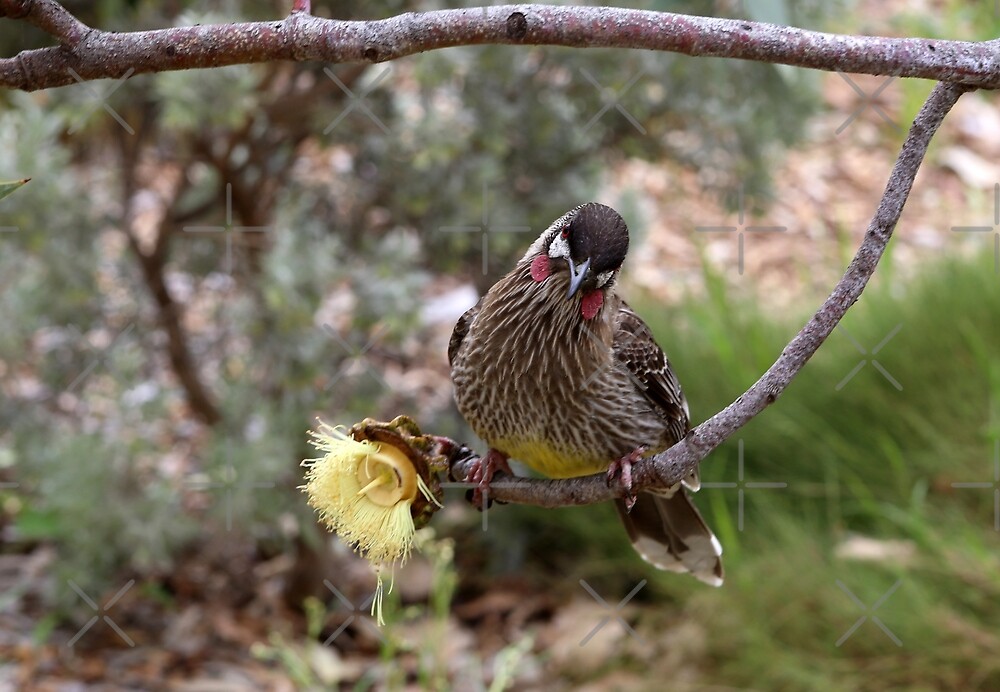 "Wattle Bird In a Perth Park" by STHogan2 | Redbubble