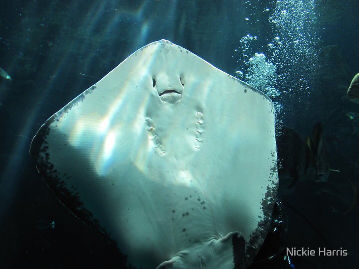 "The Ray is smiling at me!" by Nickie Harris | Redbubble