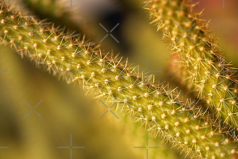 "Cactus Ouch Spikes" by Joy Watson | Redbubble