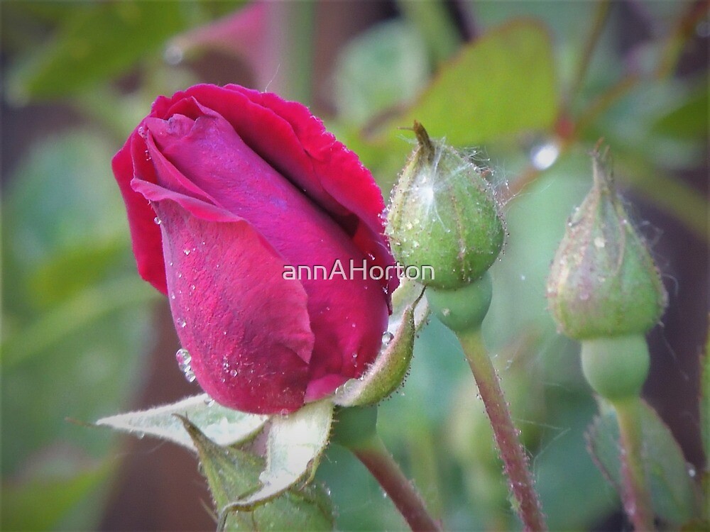 "First Roses" by annAHorton | Redbubble