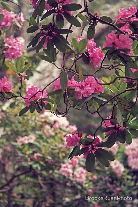 "Pink Rhododendrons" by BrookeRyanPhoto | Redbubble