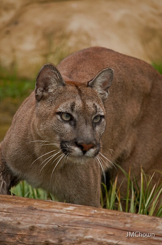 "Viktoria, a puma hunting." by JMChown | Redbubble