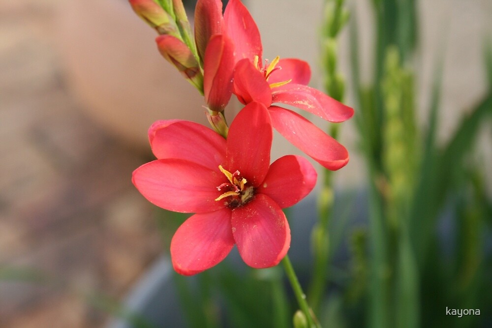 "Ixia bulbs" by kayona | Redbubble