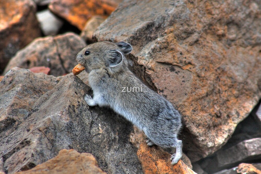 "Rock rabbit III" by zumi | Redbubble
