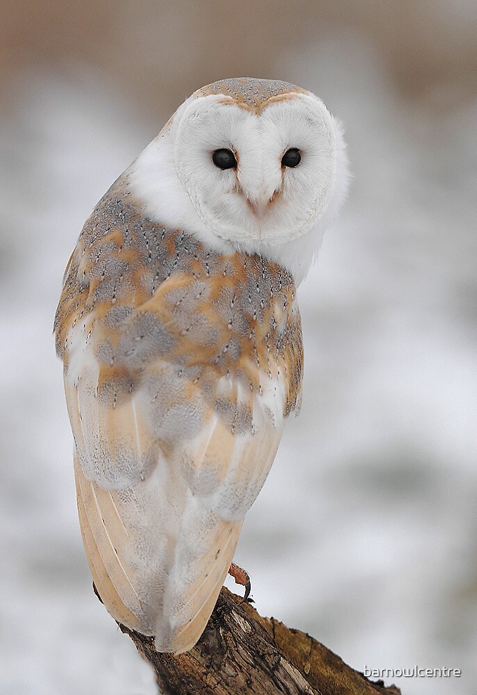"Winter Barn Owl" by barnowlcentre | Redbubble