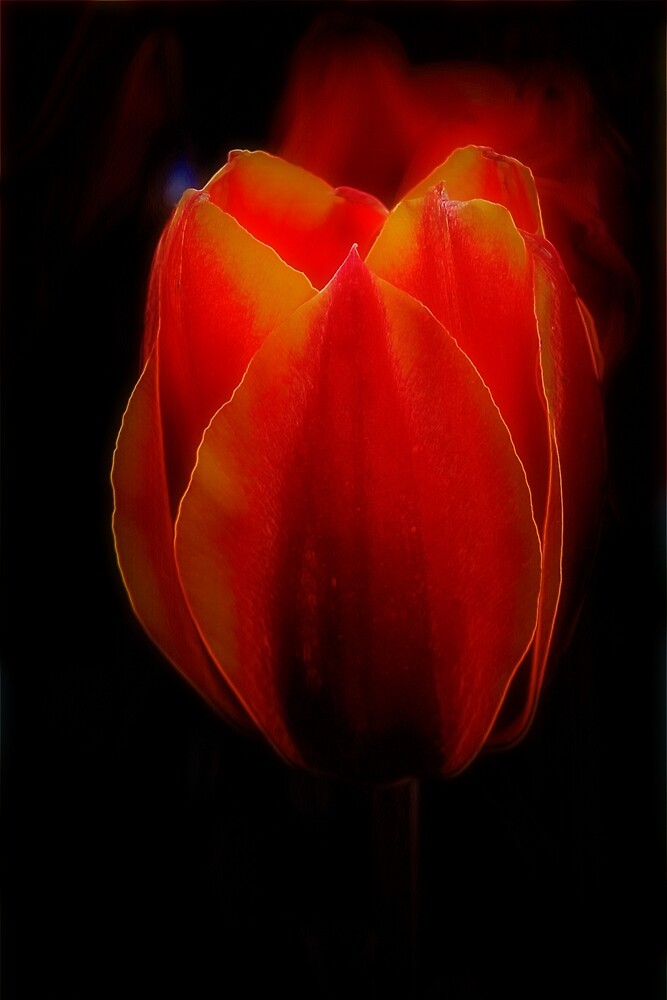 "Electric Tulip" by Christine Lake | Redbubble