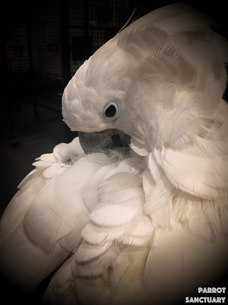 "Bee - Parrot Sanctuary" by parrotsanctuary | Redbubble