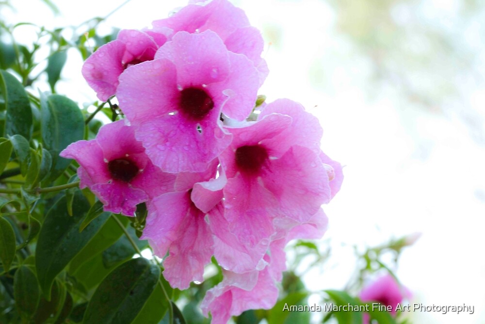 "pink allamanda Jimbour QLD Australia" by The Barefooted Bohemian Fine ...
