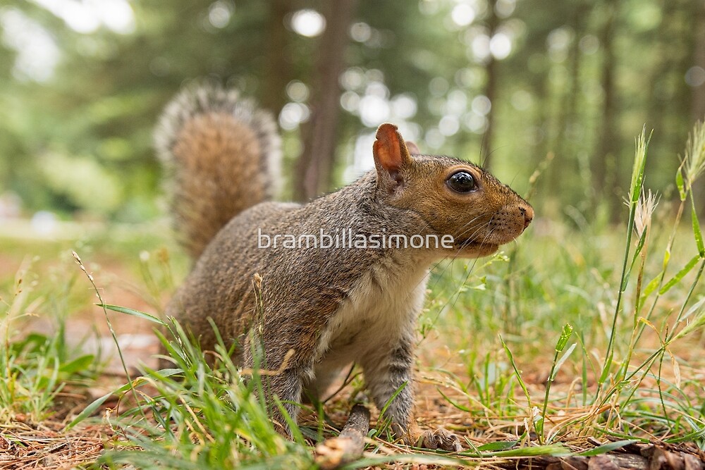 "Portrait of gray squirrel in the forest" by brambillasimone | Redbubble