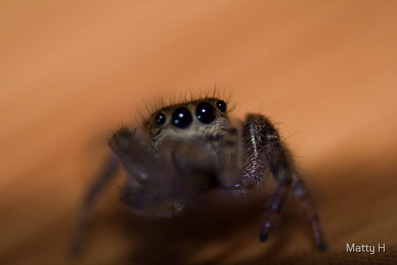 "Spider Says Hi " by Matty H | Redbubble