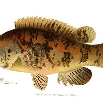"Tautog, Original Illustration by S. F. Denton 1899" Sticker for Sale ...
