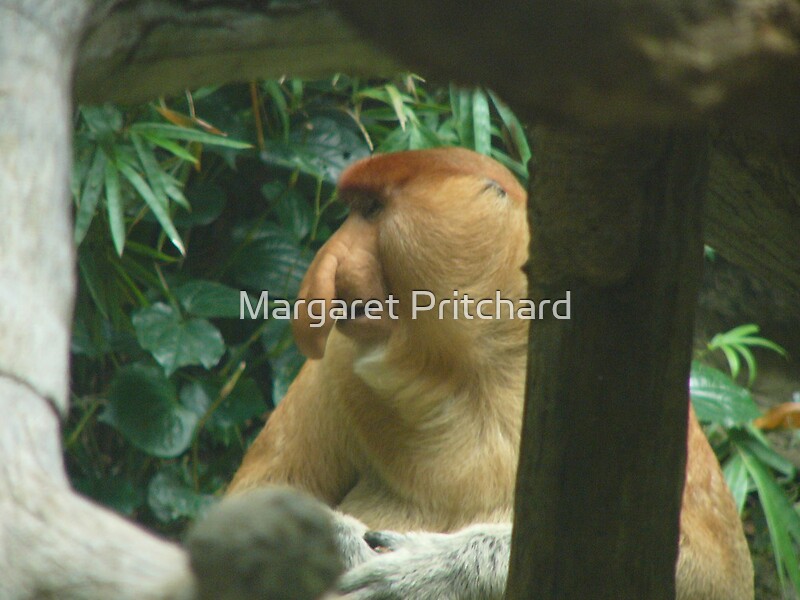 "Snozzle" by Margaret Pritchard | Redbubble