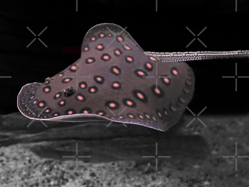 FULL SPOTTED ORANGE MOTORO STINGRAY (｡ ‿ ｡)" by Bonita ђєℓℓσ | Redbubble