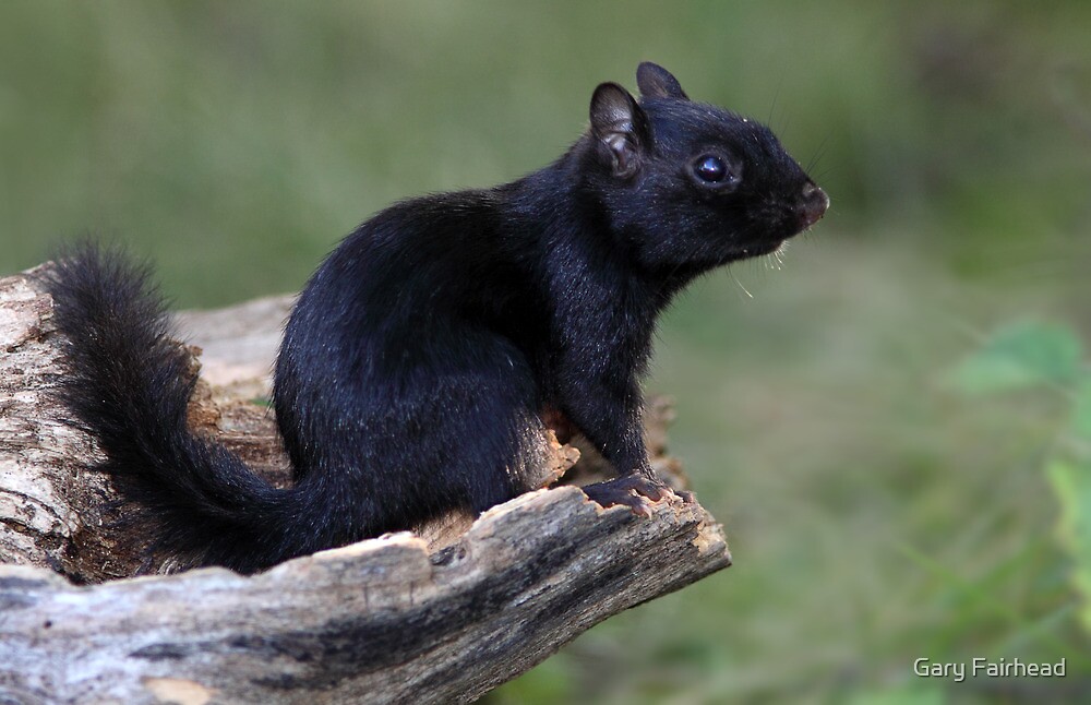 "Poser/ Black Chipmunk" by Gary Fairhead | Redbubble