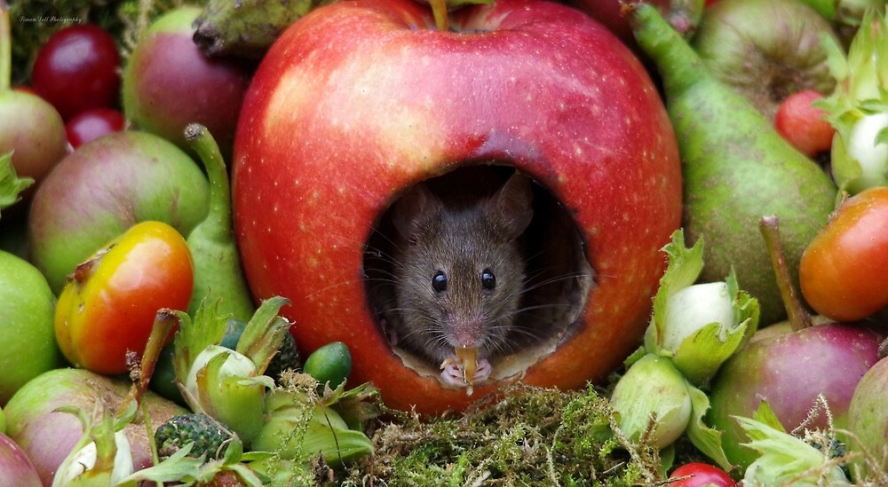 "George the mouse in a log pile house - Mouse inside a apple with ...