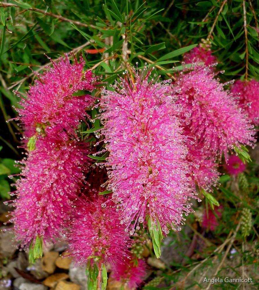 "Pink Bottle Brush, Australia" by Angela Gannicott | Redbubble