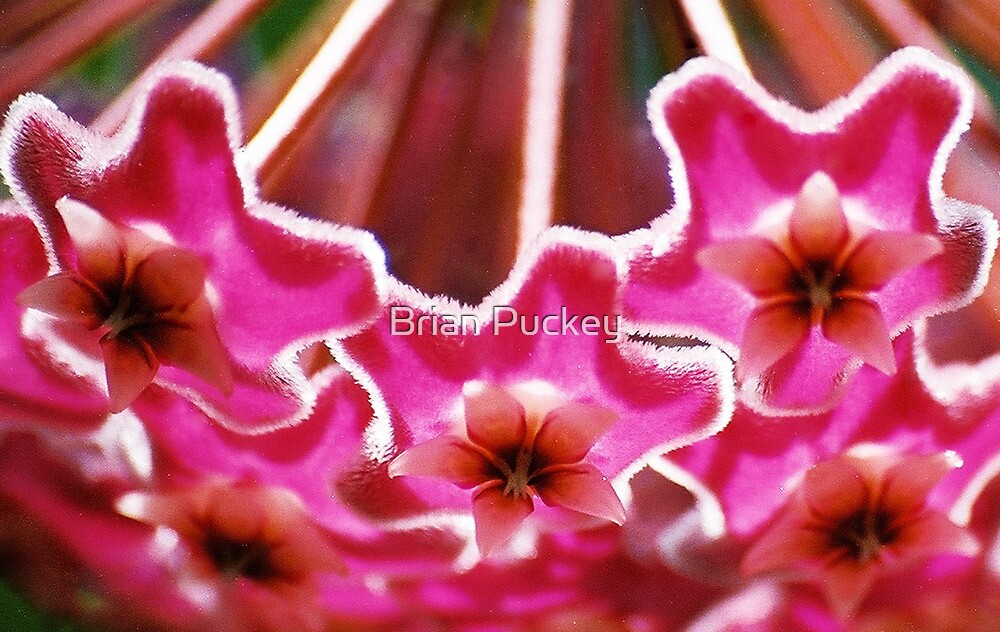 "shooting star hoya flower" by Brian Puckey | Redbubble