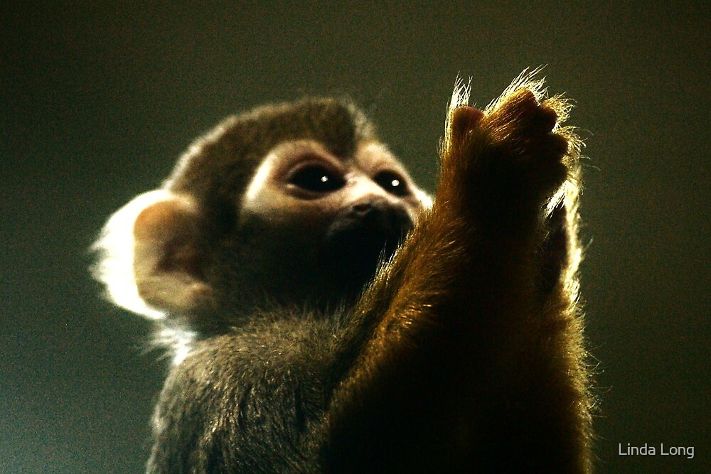 "Praying monkey" by Linda Long | Redbubble