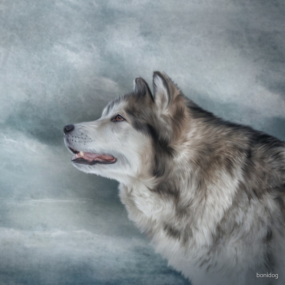 "Drawing Dog Alaskan Malamute" by bonidog | Redbubble