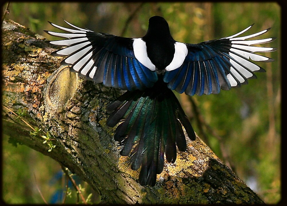 "The Magpie" by snapdecisions | Redbubble