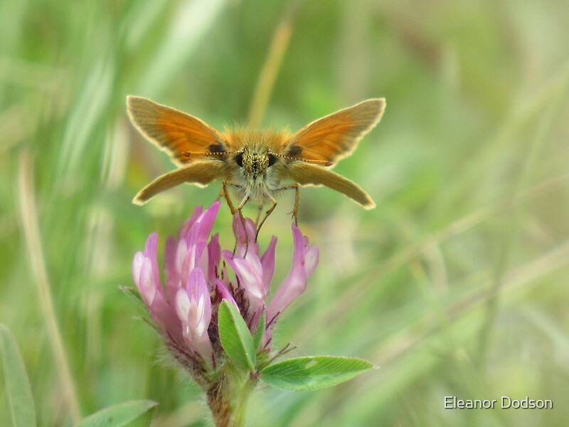 "Small skipper beauty" by Eleanor Dodson | Redbubble