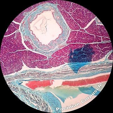 "Pacinian Corpuscle" Greeting Card for Sale by MVanHyll | Redbubble