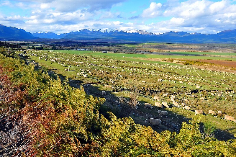 "Sheep Station At Te Anau Downs. South Island, New Zealand." by Ralph ...