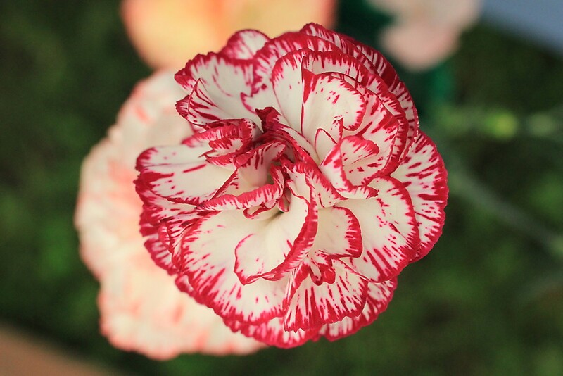 "White Red Tipped Carnation" by PoetCRS | Redbubble
