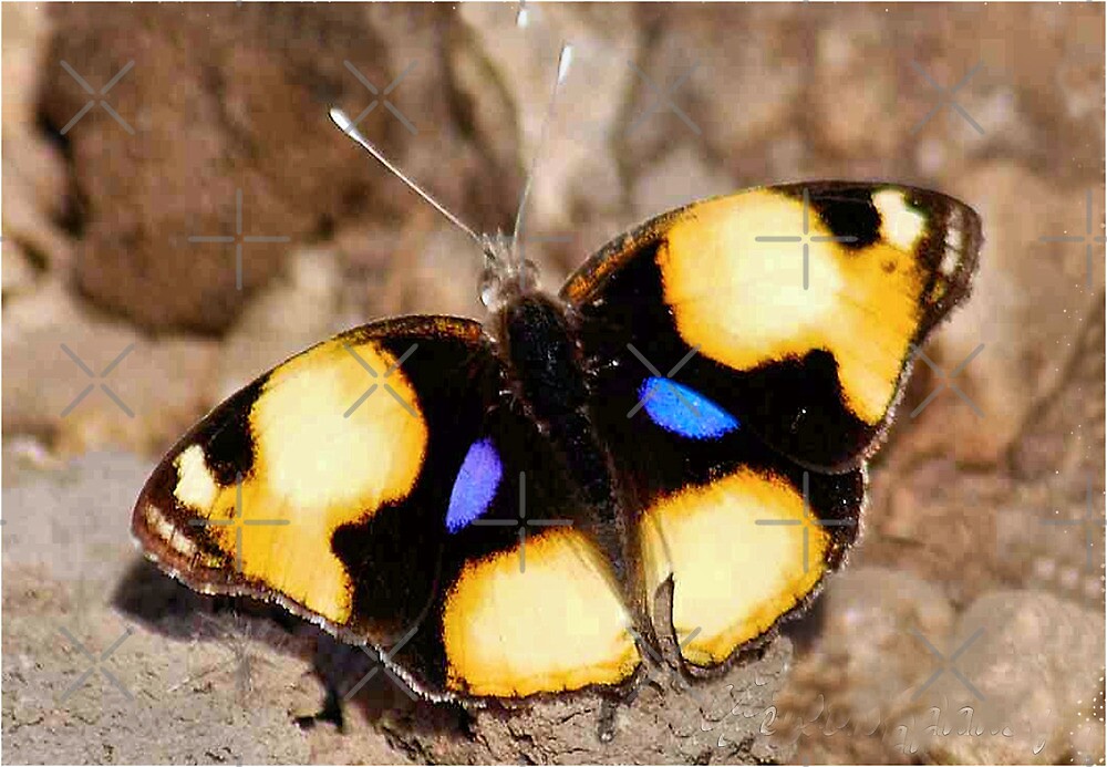 "African Butterfly Series - FEMALE YELLOW PANSY - Genus Junonia ...