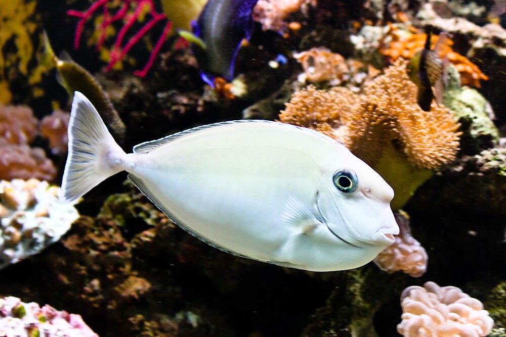 "Unicorn Fish - Kula Eco Park Fiji" by Belinda Doyle | Redbubble