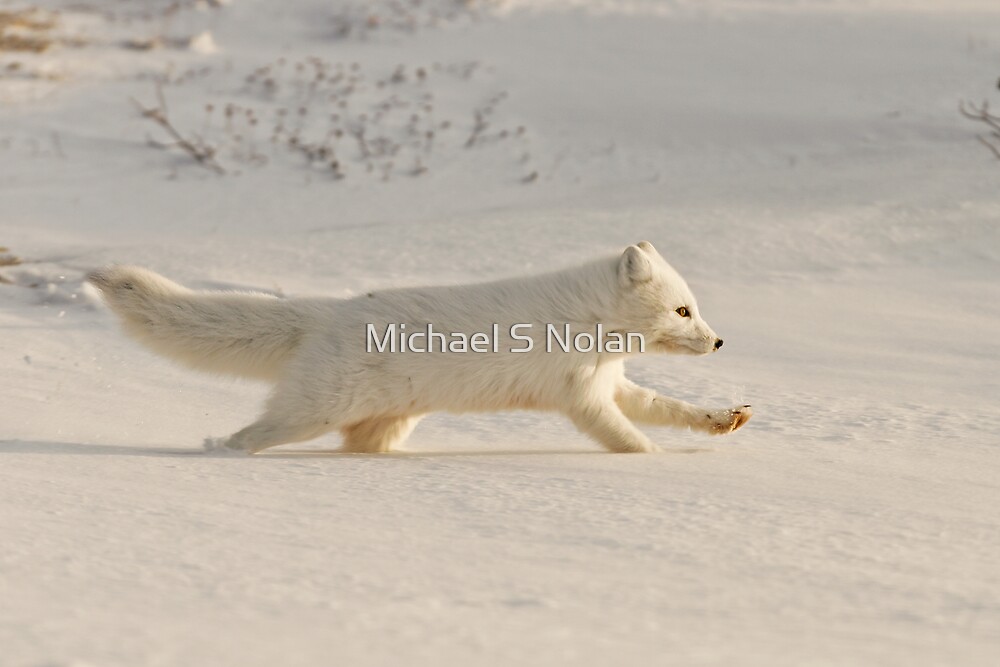 "Arctic Fox on the Run!" by Michael S Nolan | Redbubble