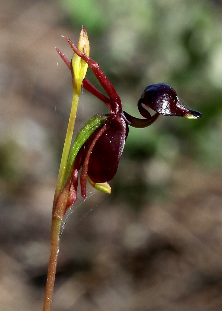 "Flying Duck Orchid" by Cindy McDonald | Redbubble