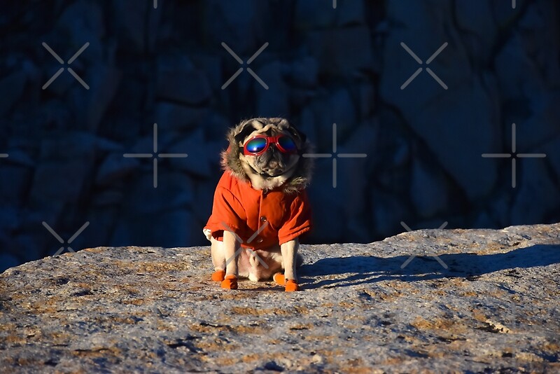 "Peak-Bound Mountain Pug Geared Up" by pugventurephoto | Redbubble